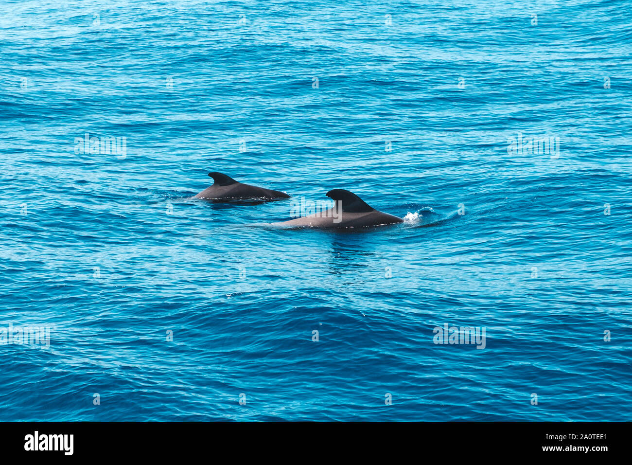 Whales and dolphins hi-res stock photography and images - Alamy