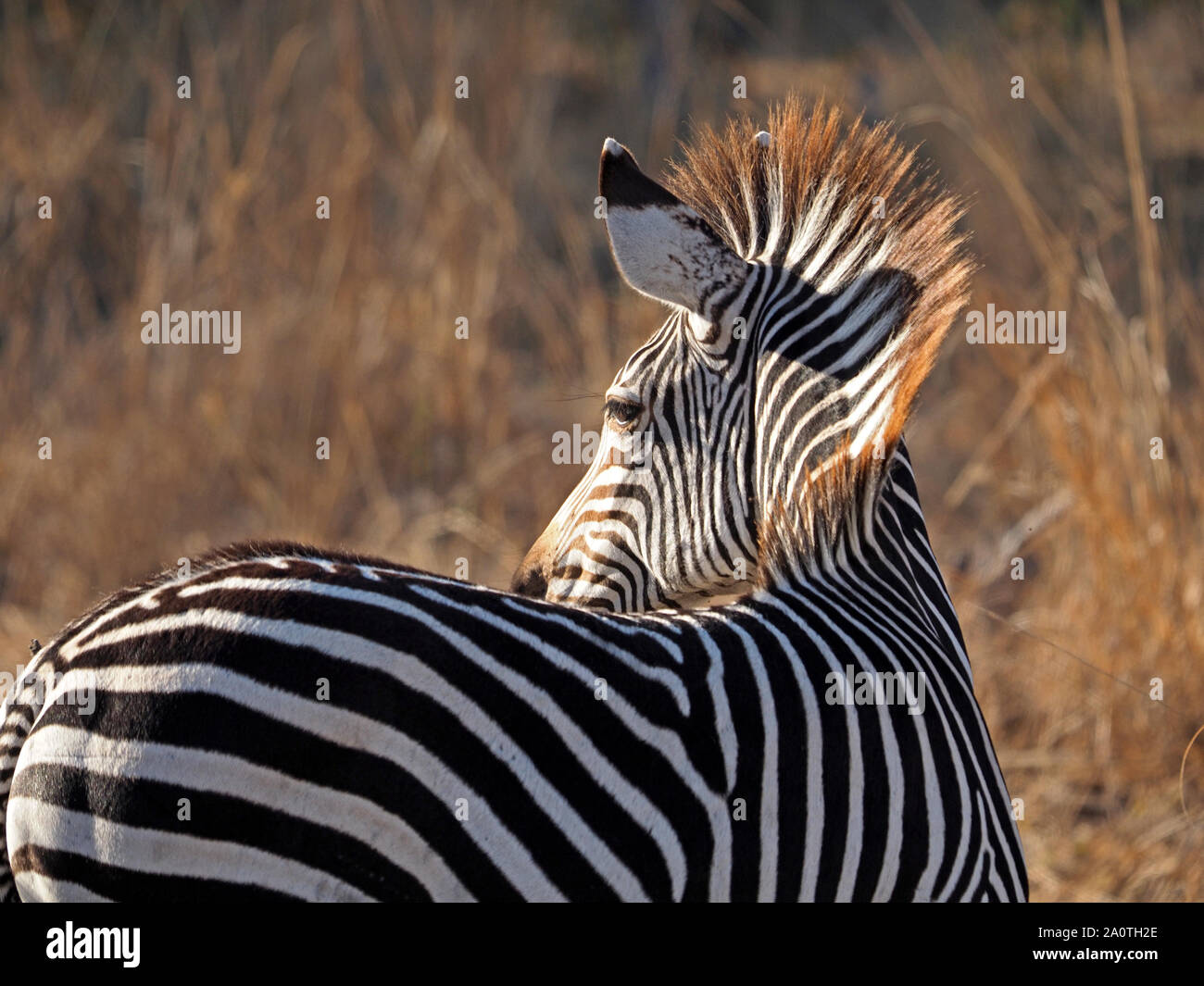 Ginger zambia hi-res stock photography and images - Alamy