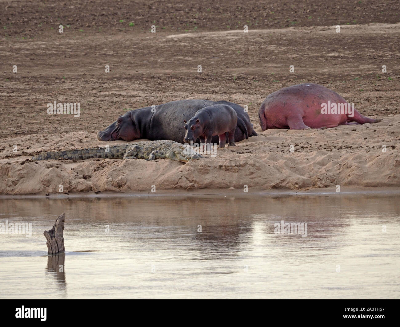 Crocodile and hippo crocodylus niloticus hi-res stock photography and ...