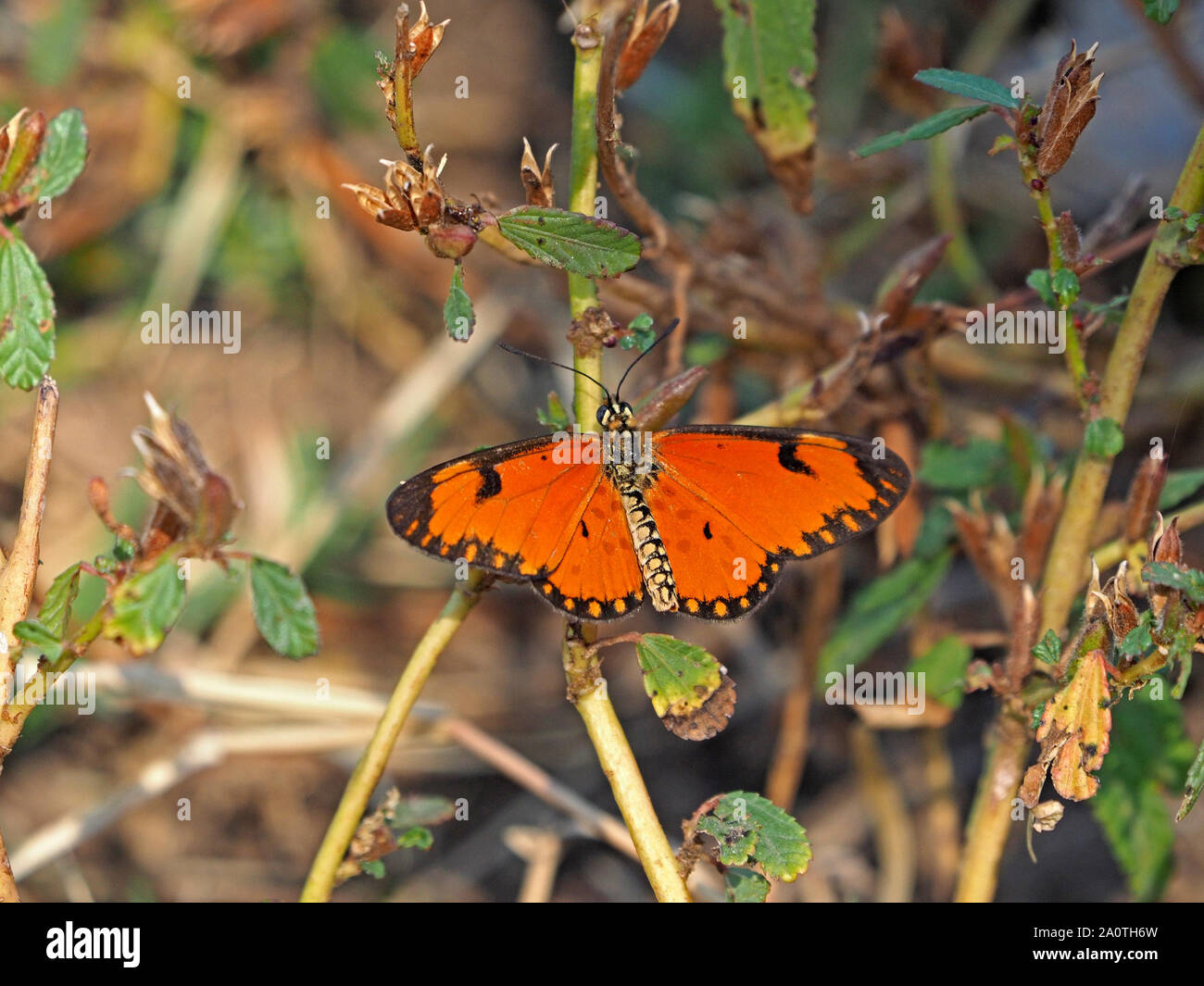Hyalites eponina hi-res stock photography and images - Alamy