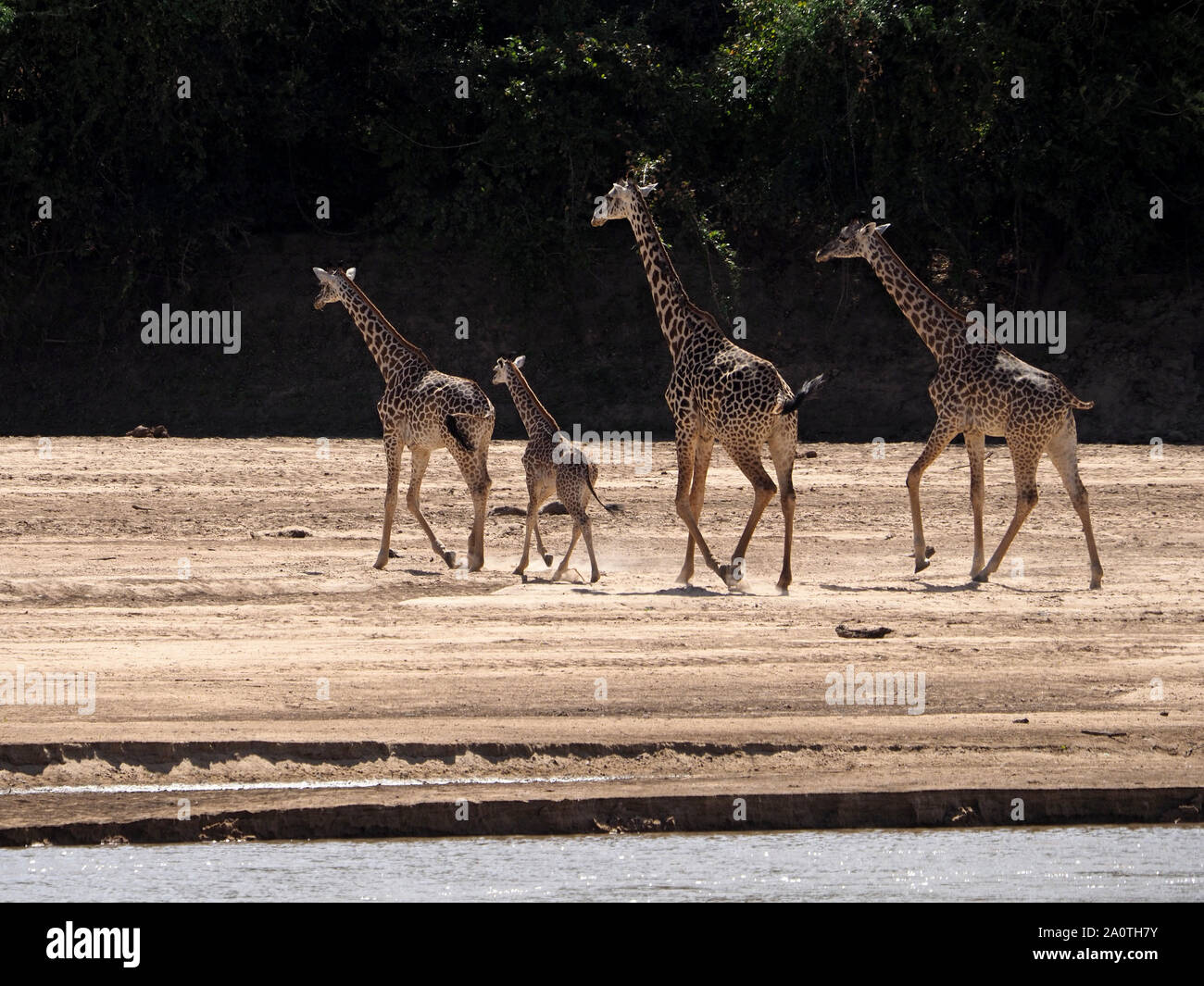 Giraffe tail hi-res stock photography and images - Alamy