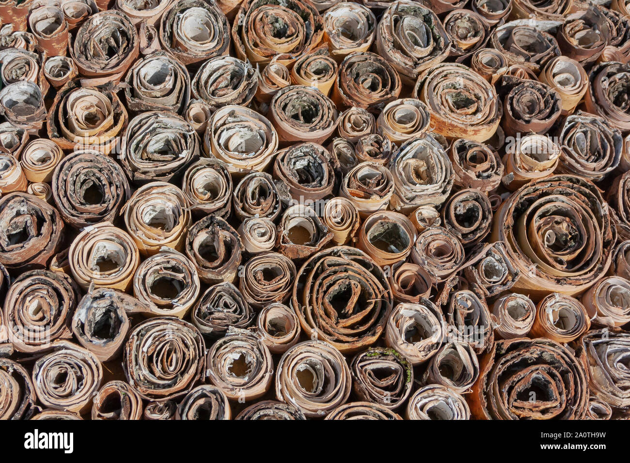 Rolls of birch bark background texture. Rolled bark details of birch ...