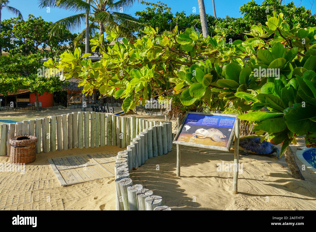The Project Tamar, non-profit organization to protect sea turtles from ...