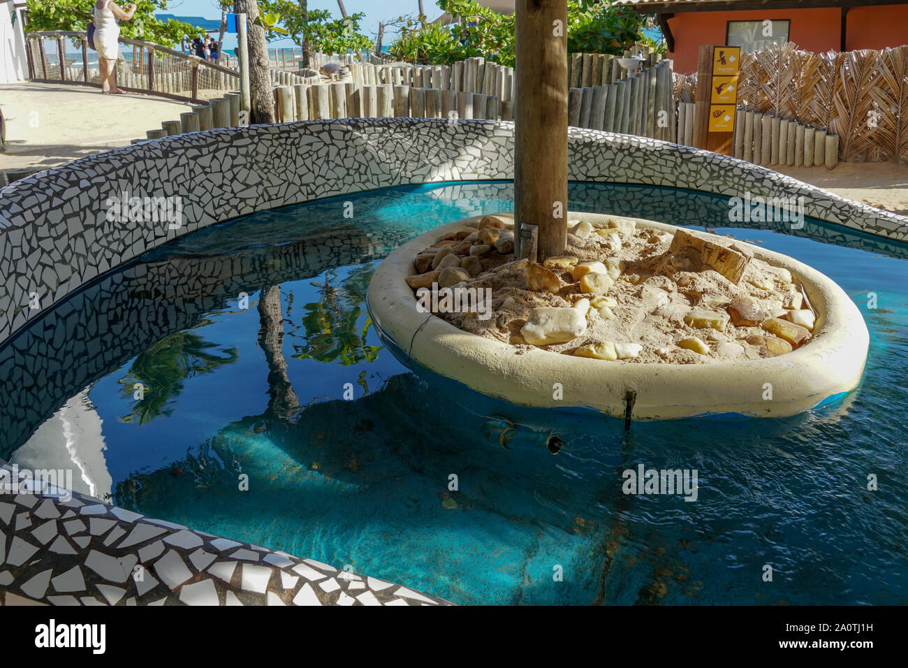 The Project Tamar, non-profit organization to protect sea turtles from ...