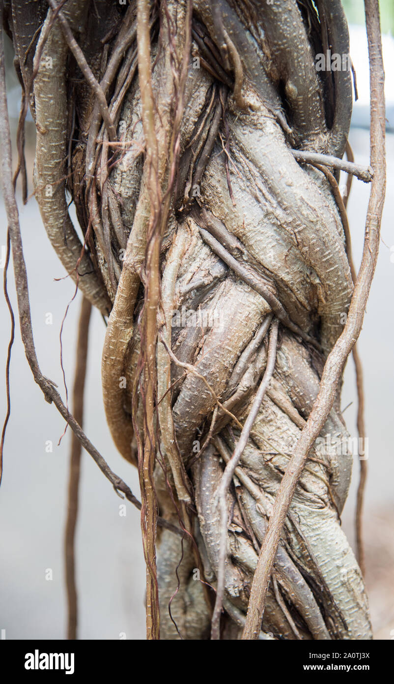 Braided trunk hi-res stock photography and images - Alamy