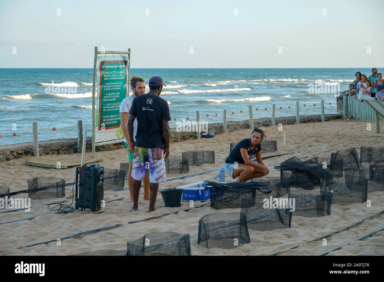 Animalist collecting newborn turtles at The Project Tamar, Praia do ...
