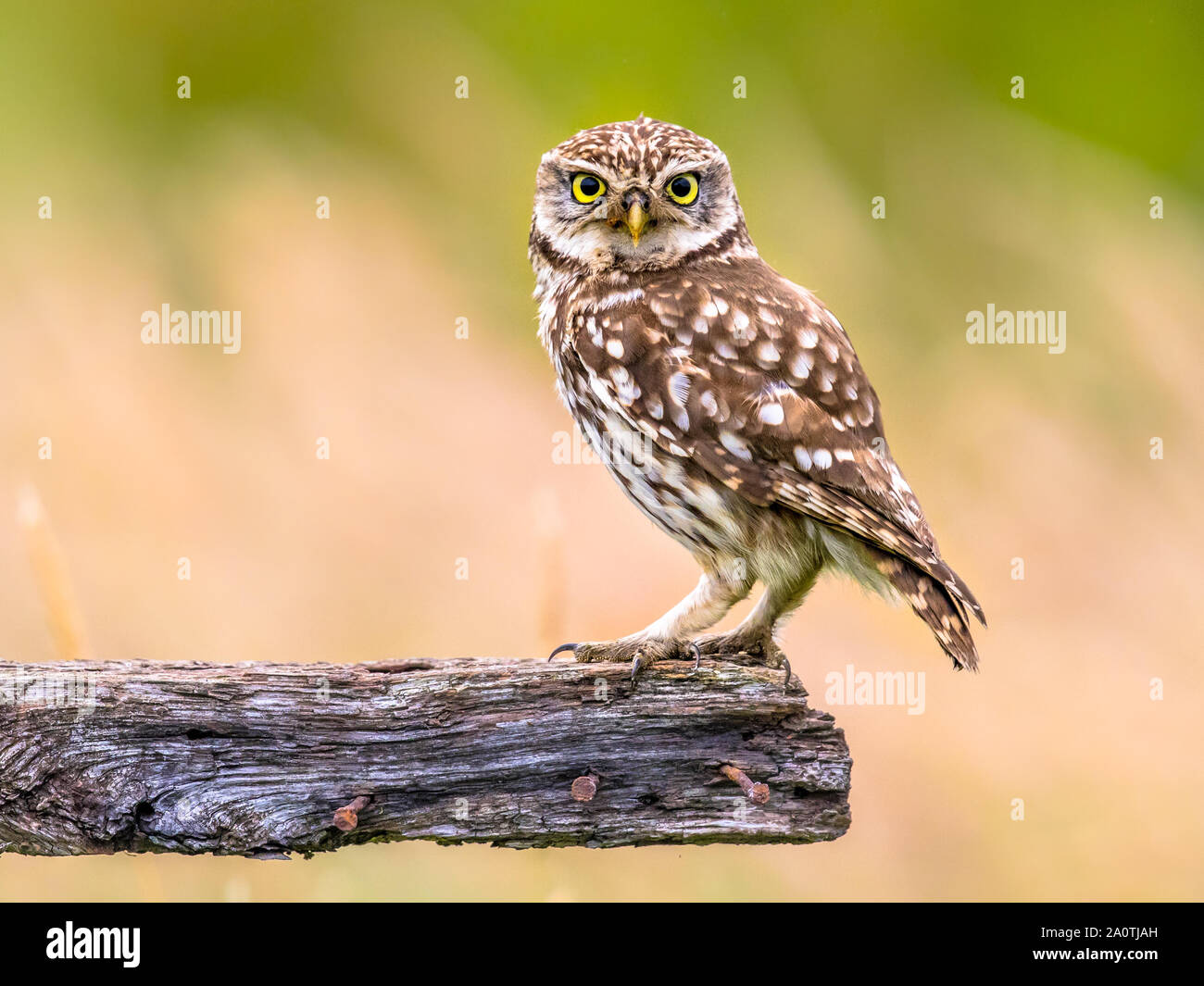 Nocturnal bird hi-res stock photography and images - Alamy