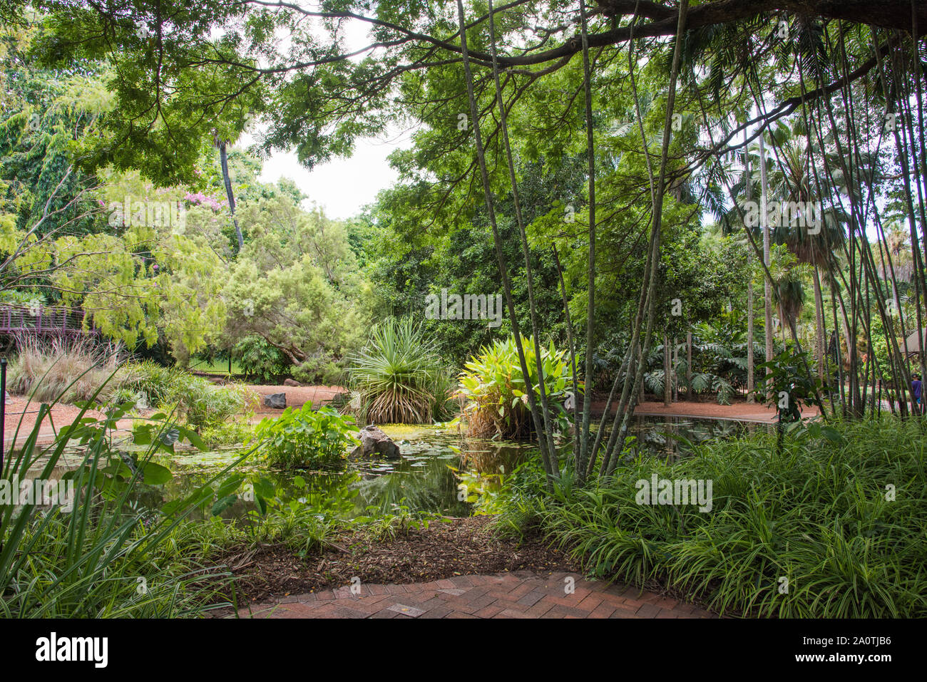 Peaceful tropical garden growth with lotus pond in botanic gardens in ...
