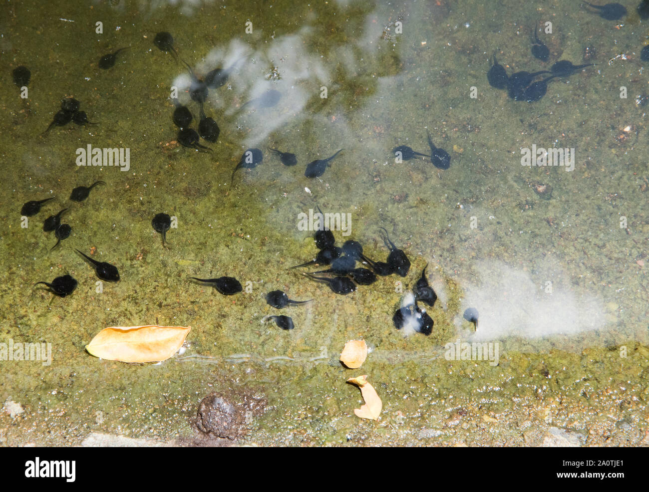 Group of tadpoles in pond in outdoor setting in Darwin, Australia Stock ...