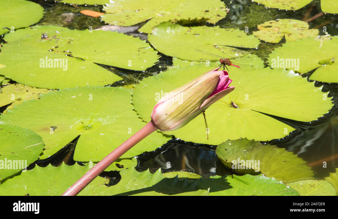Closeup of double winged dragonfly on pink waterlily in lotus pond in ...