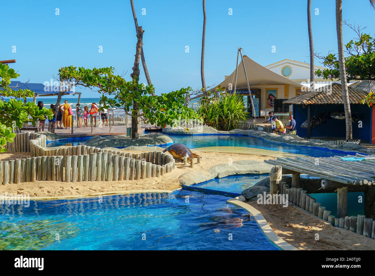 The Project Tamar, non-profit organization to protect sea turtles from ...