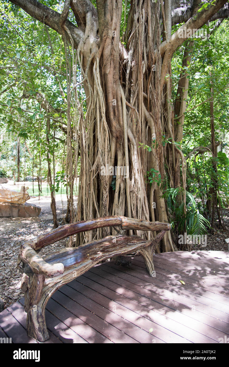 Banyan tree with aerial roots with a unique natural wood resting bench ...