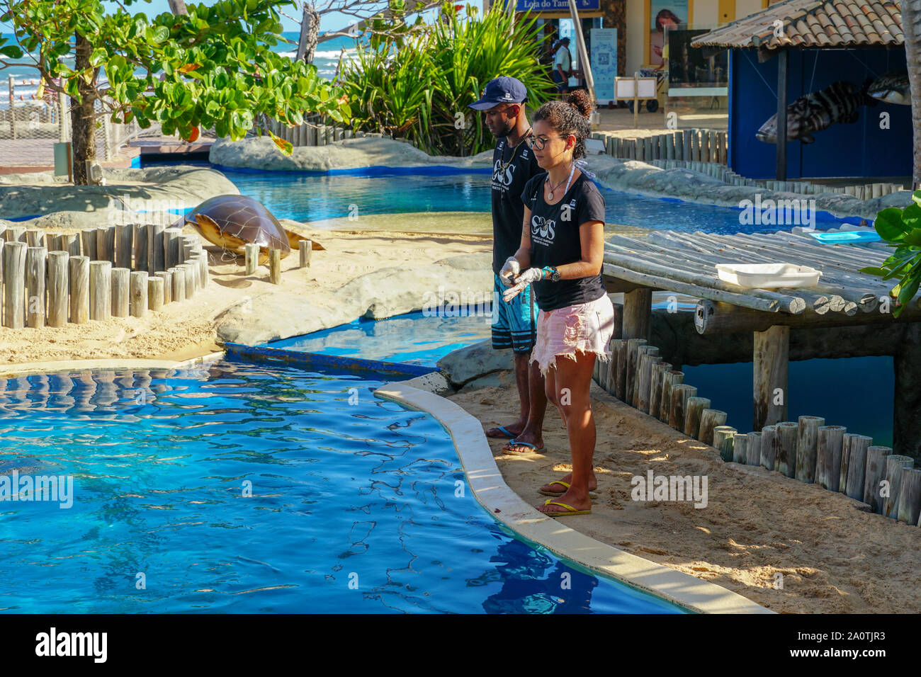 The Project Tamar, non-profit organization to protect sea turtles from ...