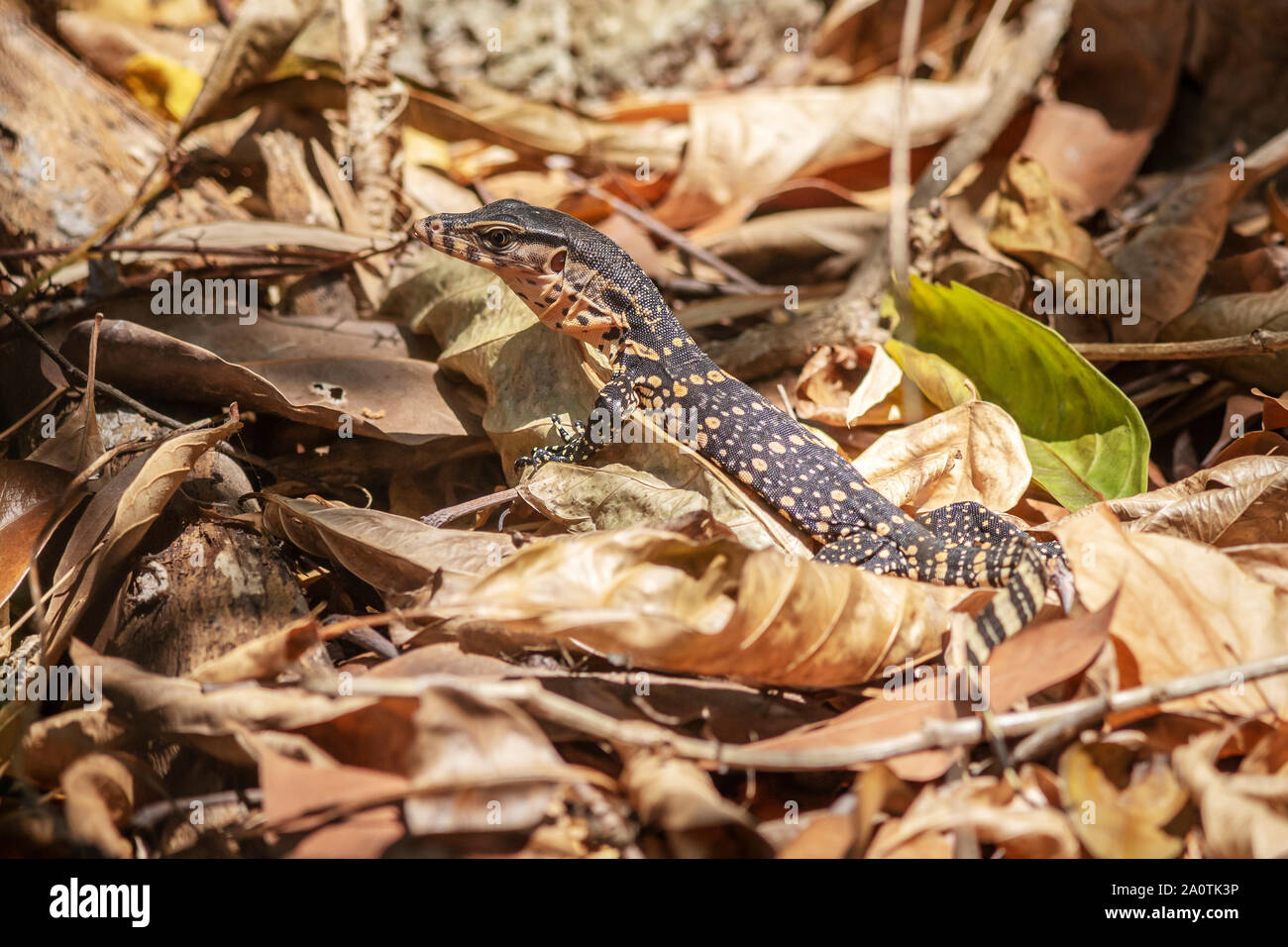 Asian water monitor (Varanus salvator Stock Photo - Alamy