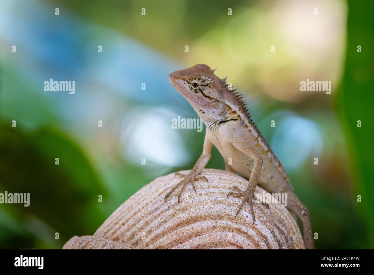 Chameleon calotes versicolor hi-res stock photography and images - Alamy