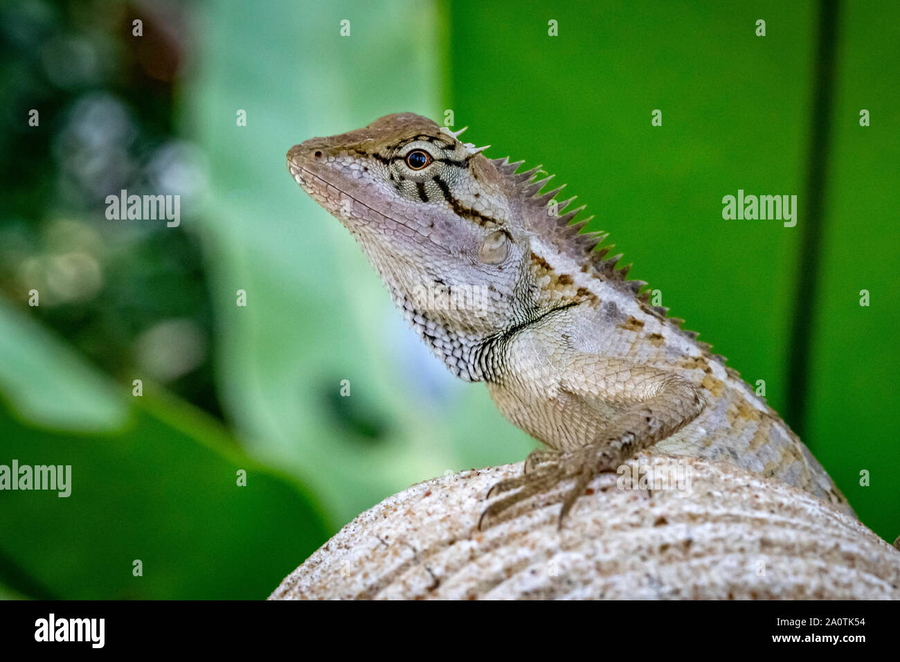 Chameleon calotes versicolor hi-res stock photography and images - Alamy