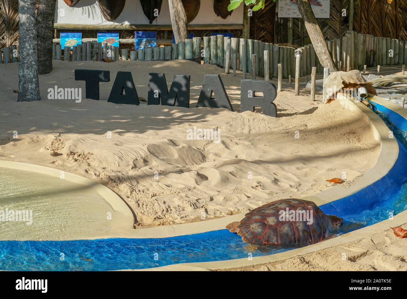 Turtle protection organization hi-res stock photography and images - Alamy