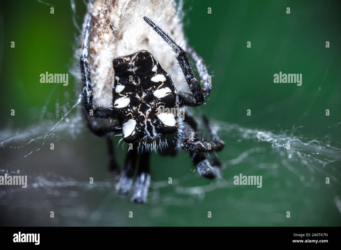 tiger spider hanging on its web Stock Photo - Alamy