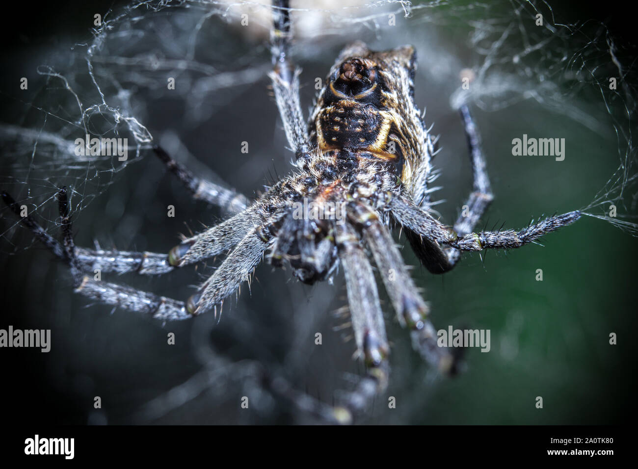 tiger spider hanging on its web Stock Photo - Alamy