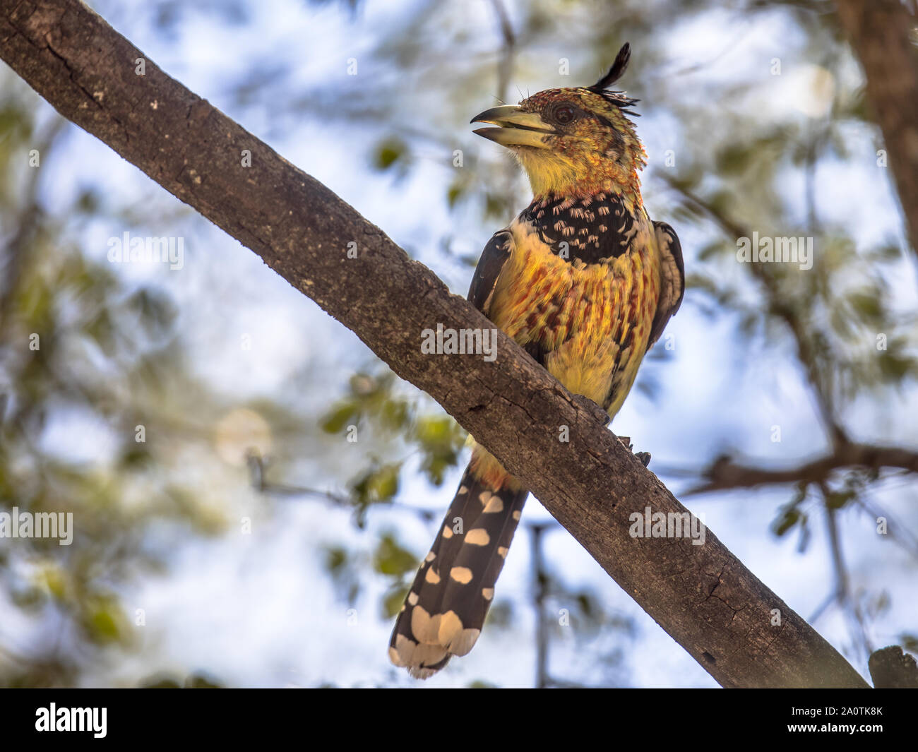 South african barbet bird hi-res stock photography and images - Alamy
