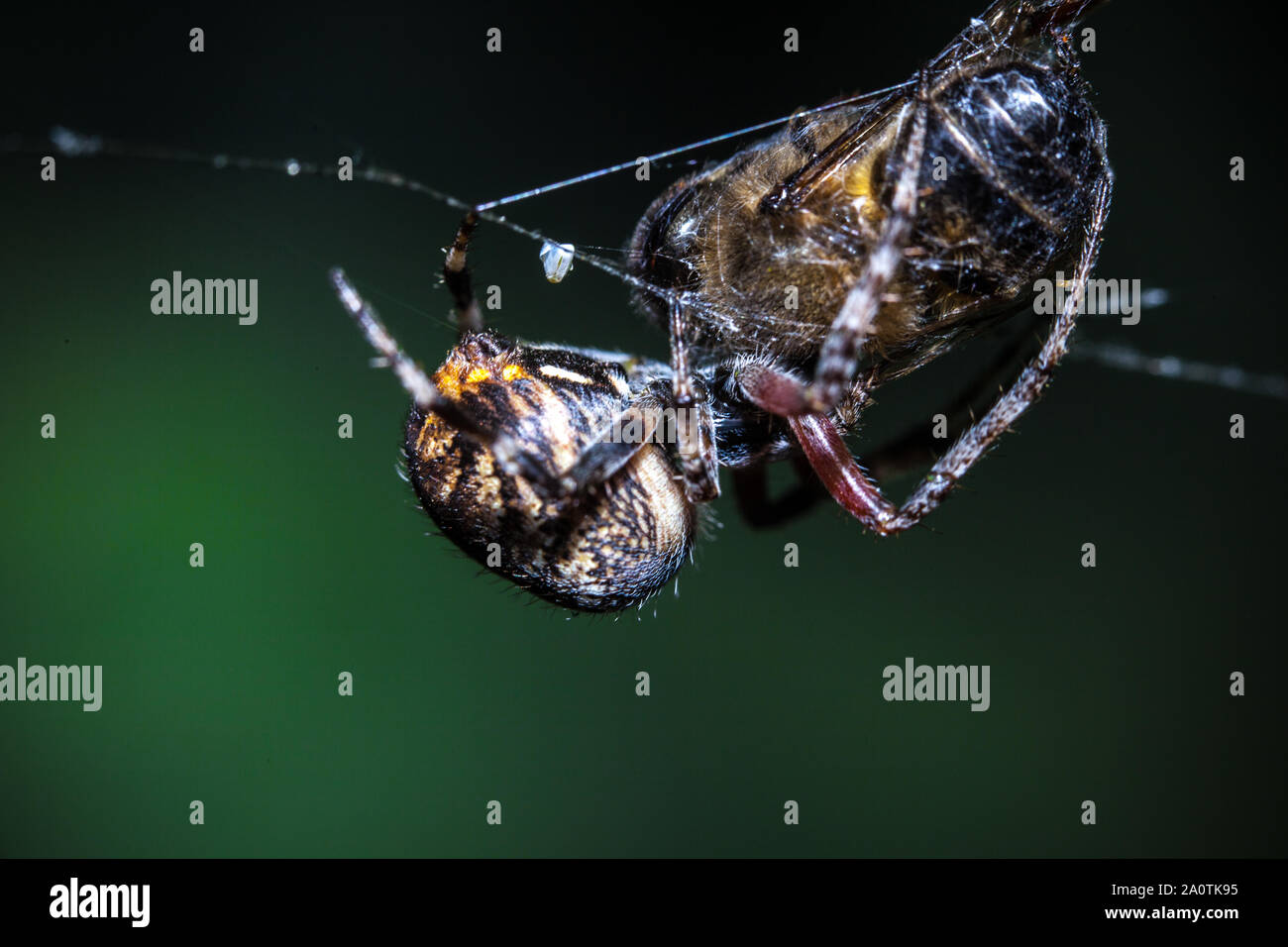 tiger spider hanging on its web Stock Photo - Alamy
