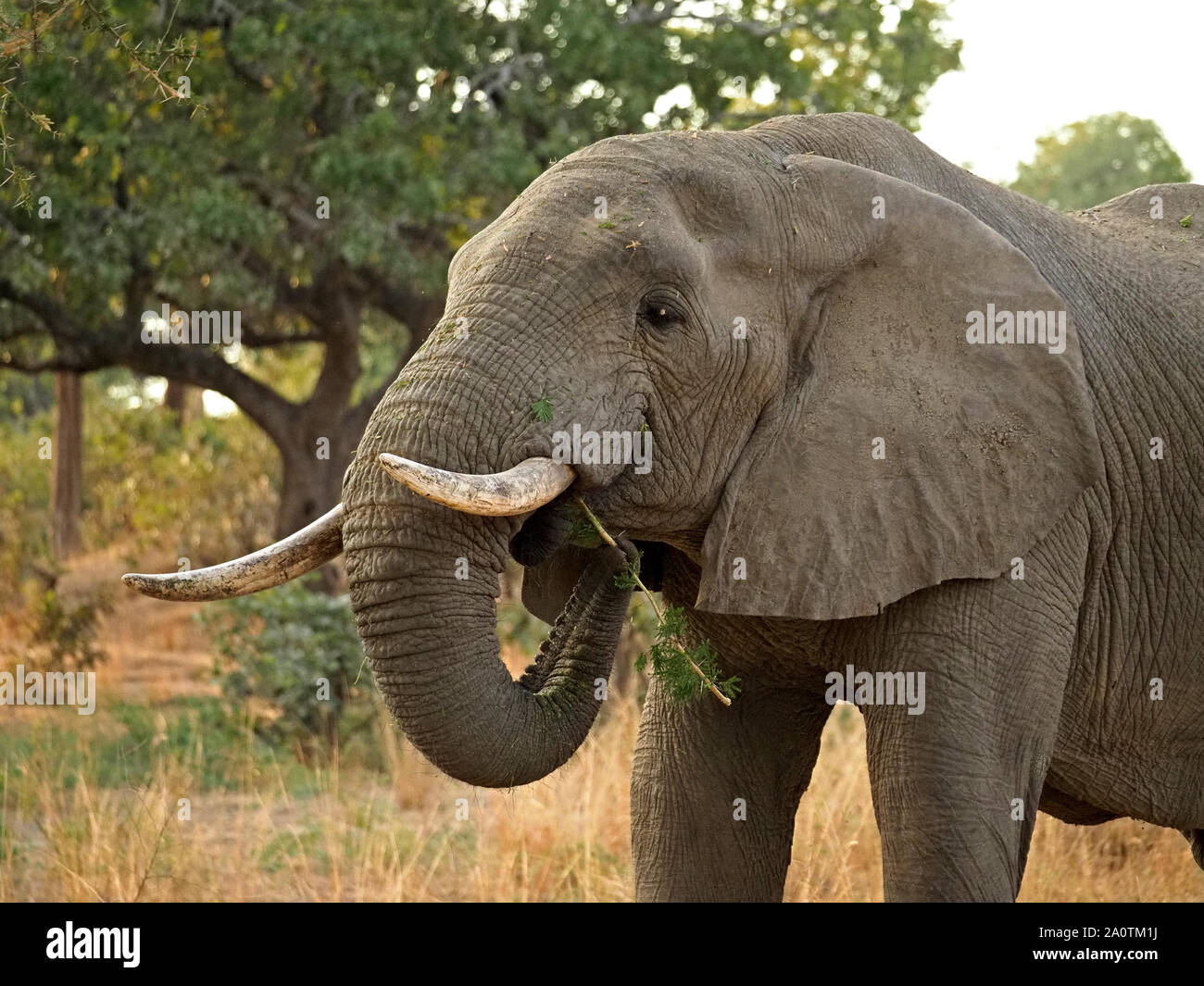 Acacia africana hi-res stock photography and images - Alamy