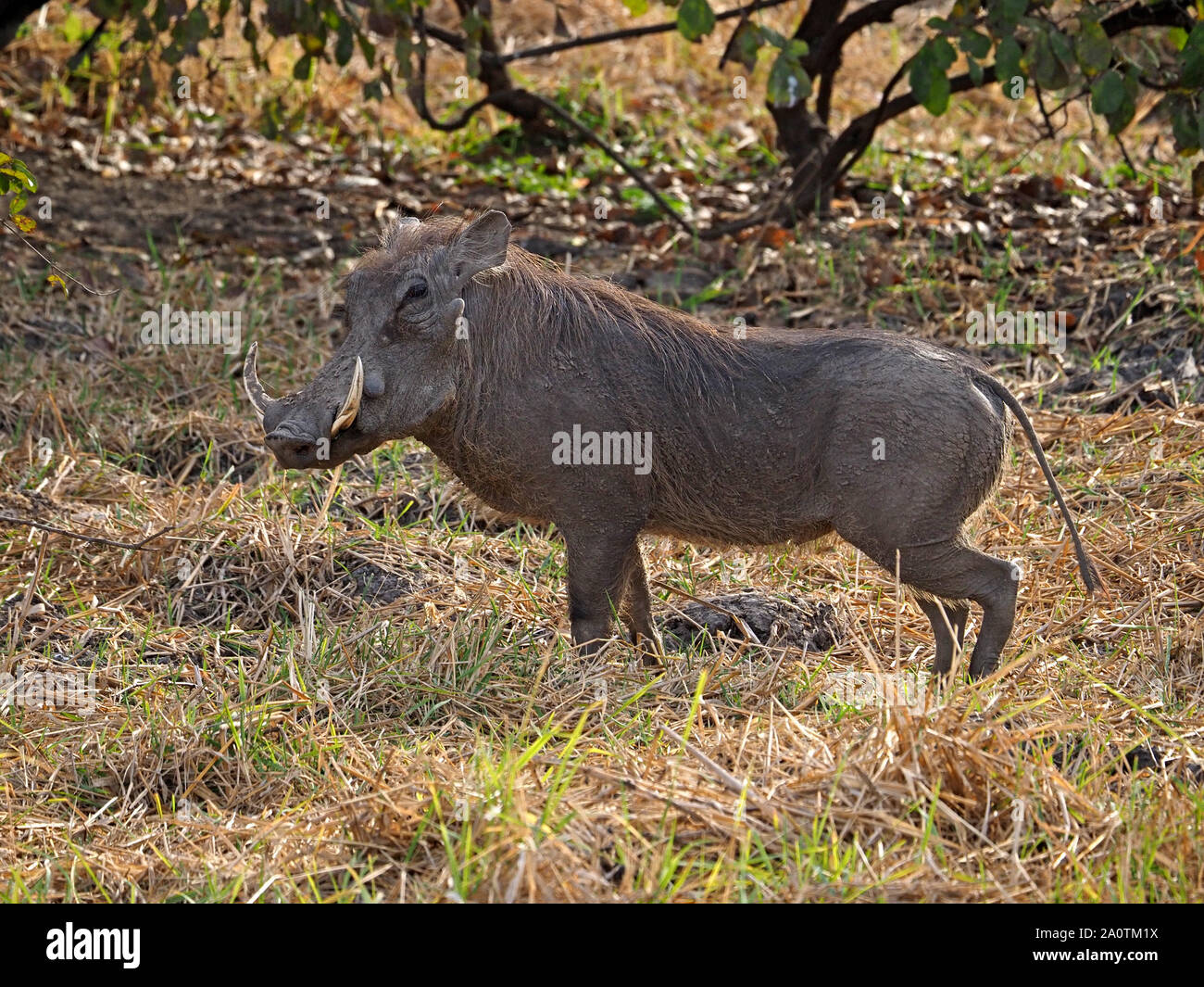 lone adult common warthog (Phacochoerus africanus) with big tusks ...