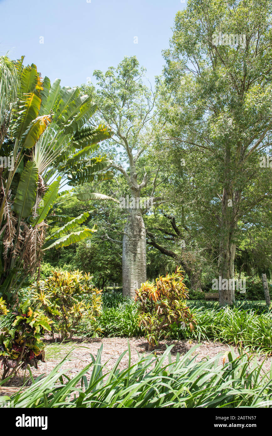 Baobab tree growing in tropical garden on a sunny day in Darwin ...
