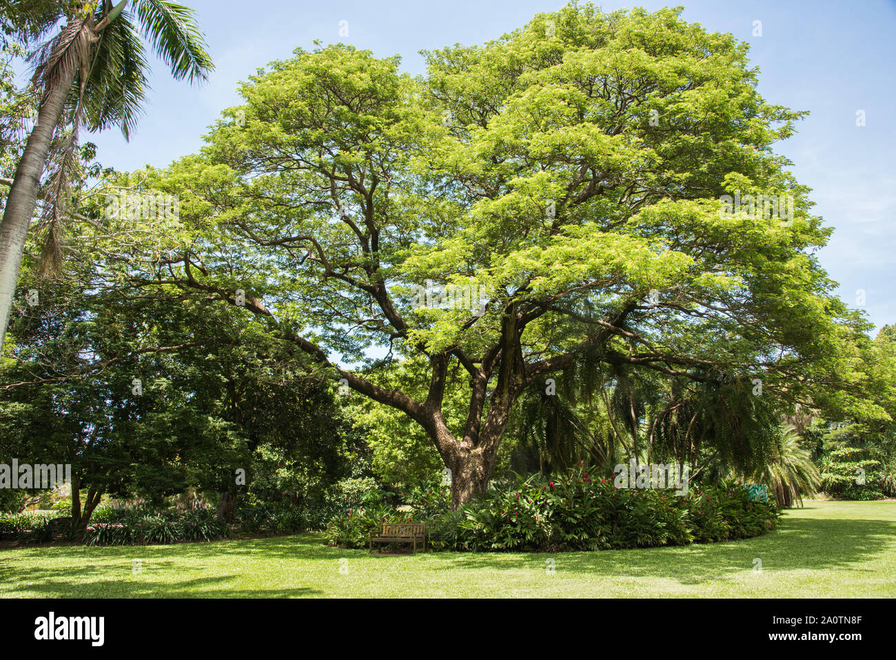 Large, lush tree growing under a sunny sky with resting bench in Darwin ...
