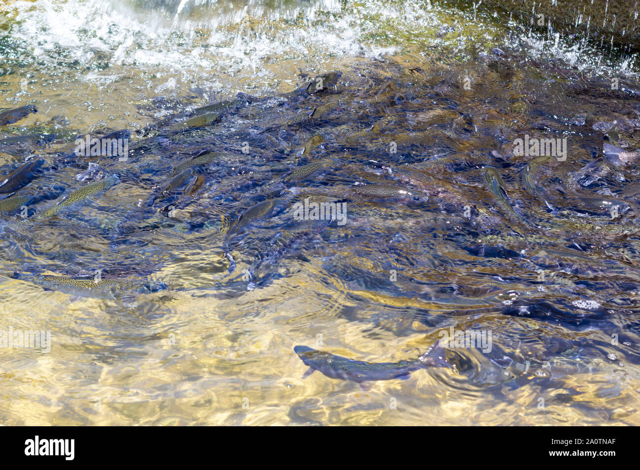 Rainbow trout (Oncorhynchus mykiss) in hatchery raceway. Trout farm ...
