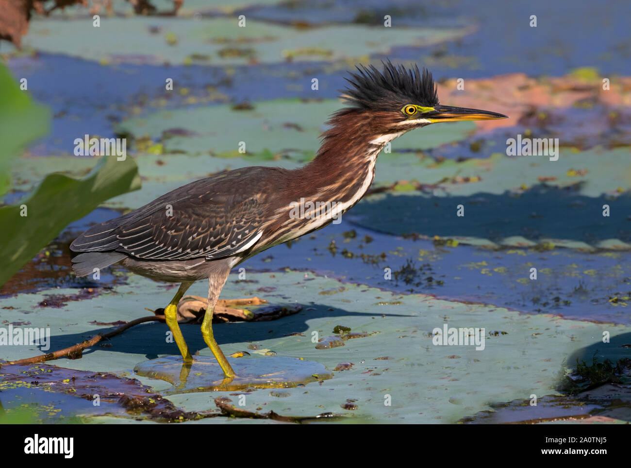 Feathers hi-res stock photography and images - Alamy