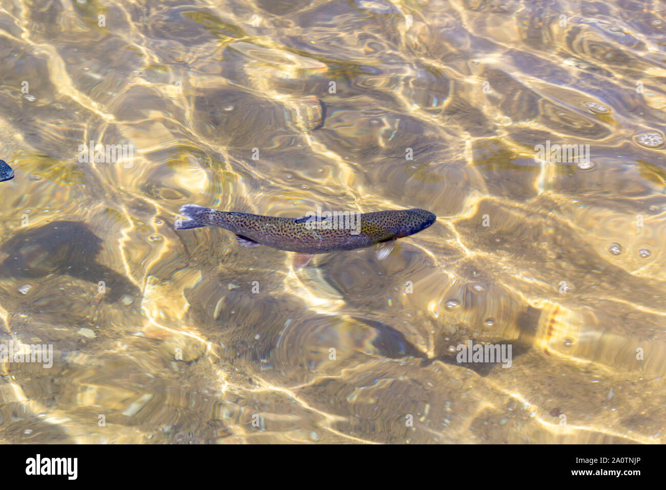Rainbow trout (Oncorhynchus mykiss) in hatchery raceway. Trout farm ...