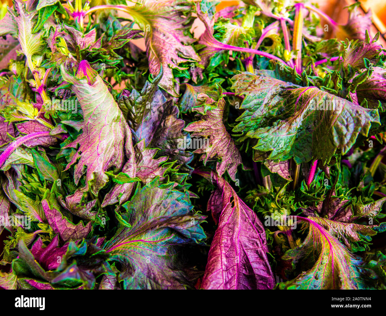 Cardus vulgaris hi-res stock photography and images - Alamy