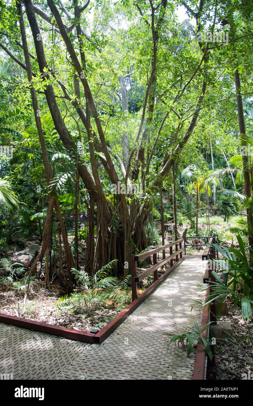 Footbridge and path on rainforest walk in tropical Darwin, Australia ...