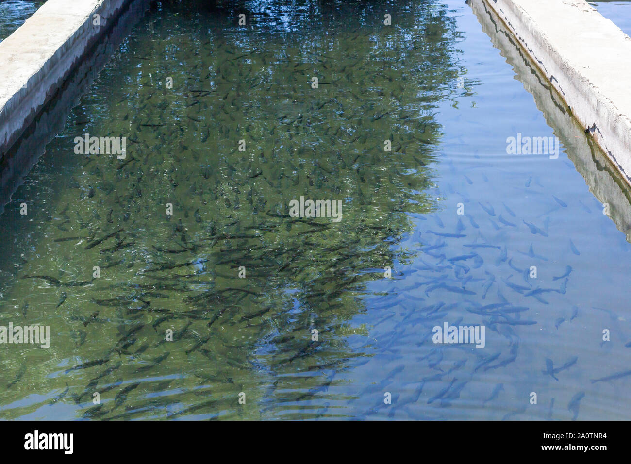 Rainbow trout (Oncorhynchus mykiss) in hatchery raceway. Trout farm ...