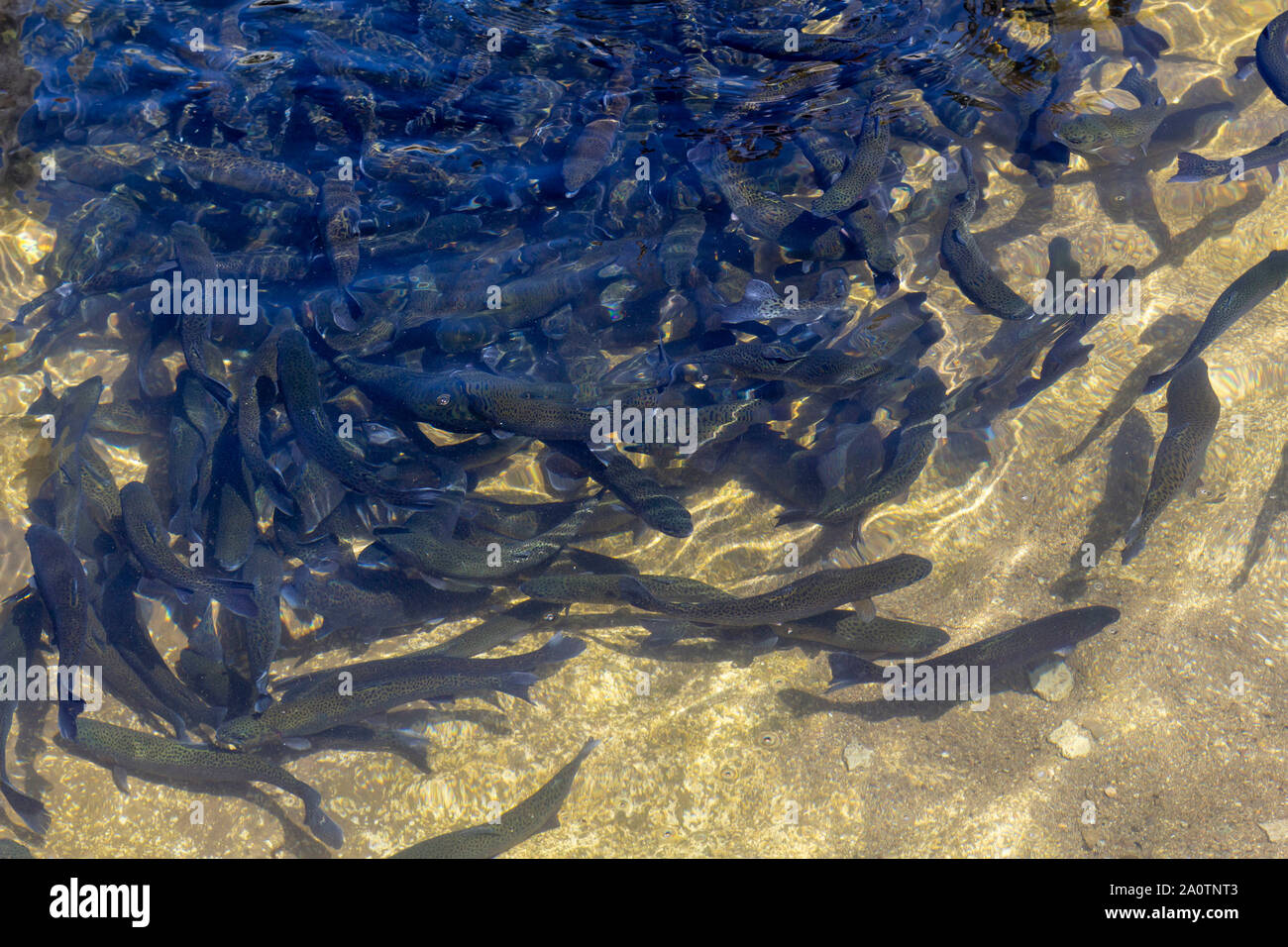 Rainbow trout (Oncorhynchus mykiss) in hatchery raceway. Trout farm ...