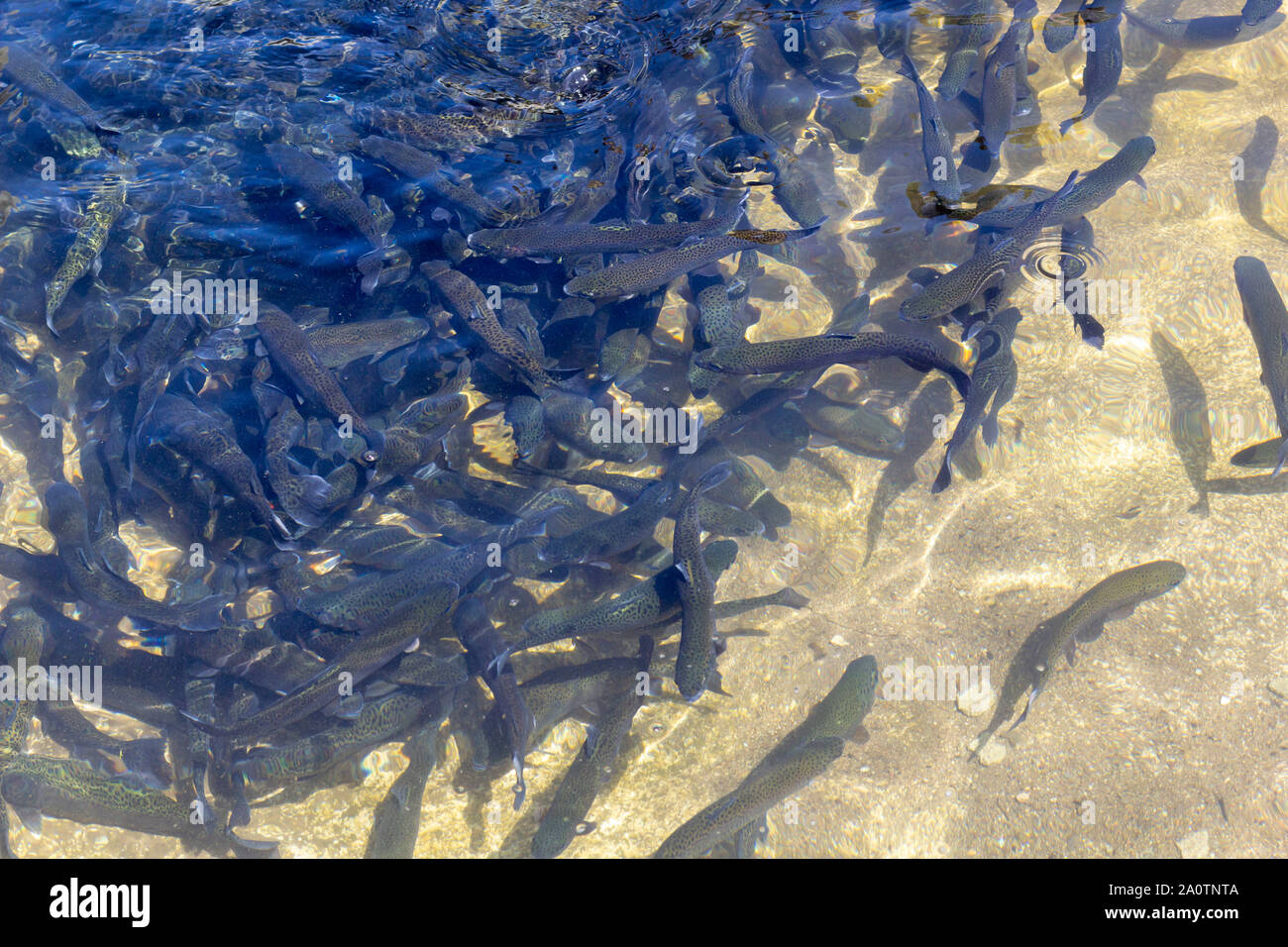 Rainbow trout (Oncorhynchus mykiss) in hatchery raceway. Trout farm ...