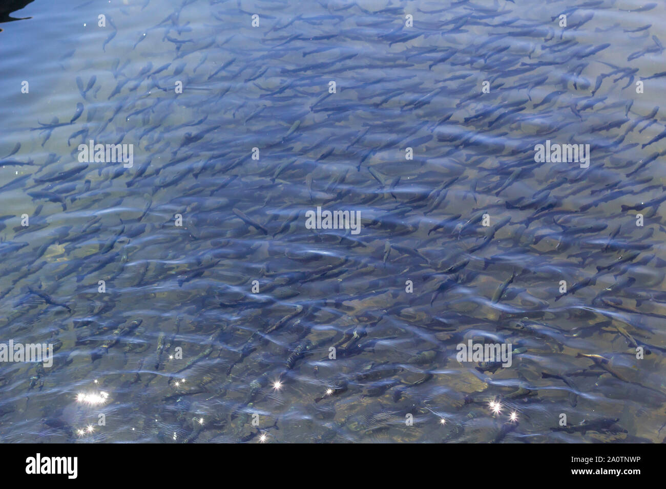 Rainbow trout (Oncorhynchus mykiss) in hatchery raceway. Trout farm ...
