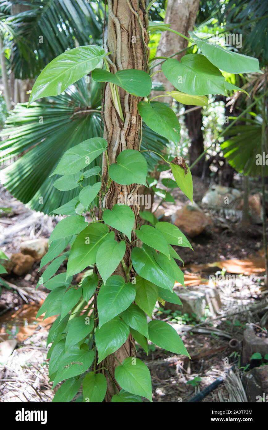 Closeup detail of green leaves and vine growth on tree in the tropical ...
