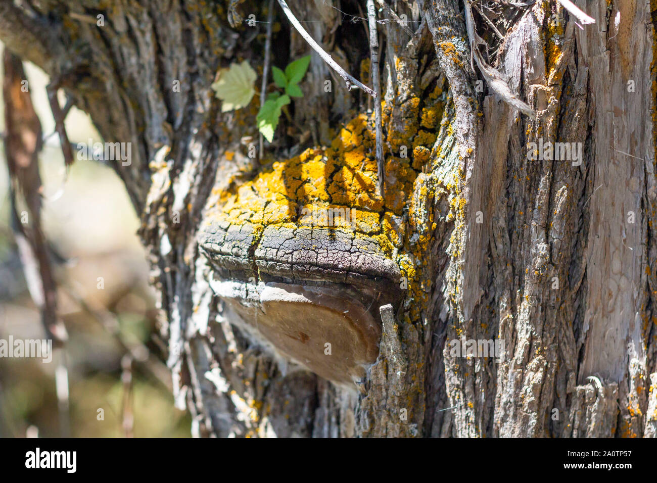 Inonotus obliquus hi-res stock photography and images - Alamy