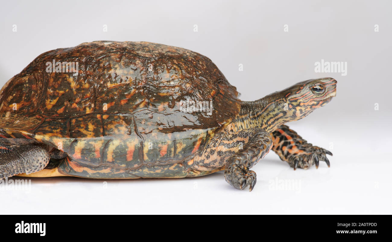 Furrowed wood turtle side view isolated on white background Stock Photo ...