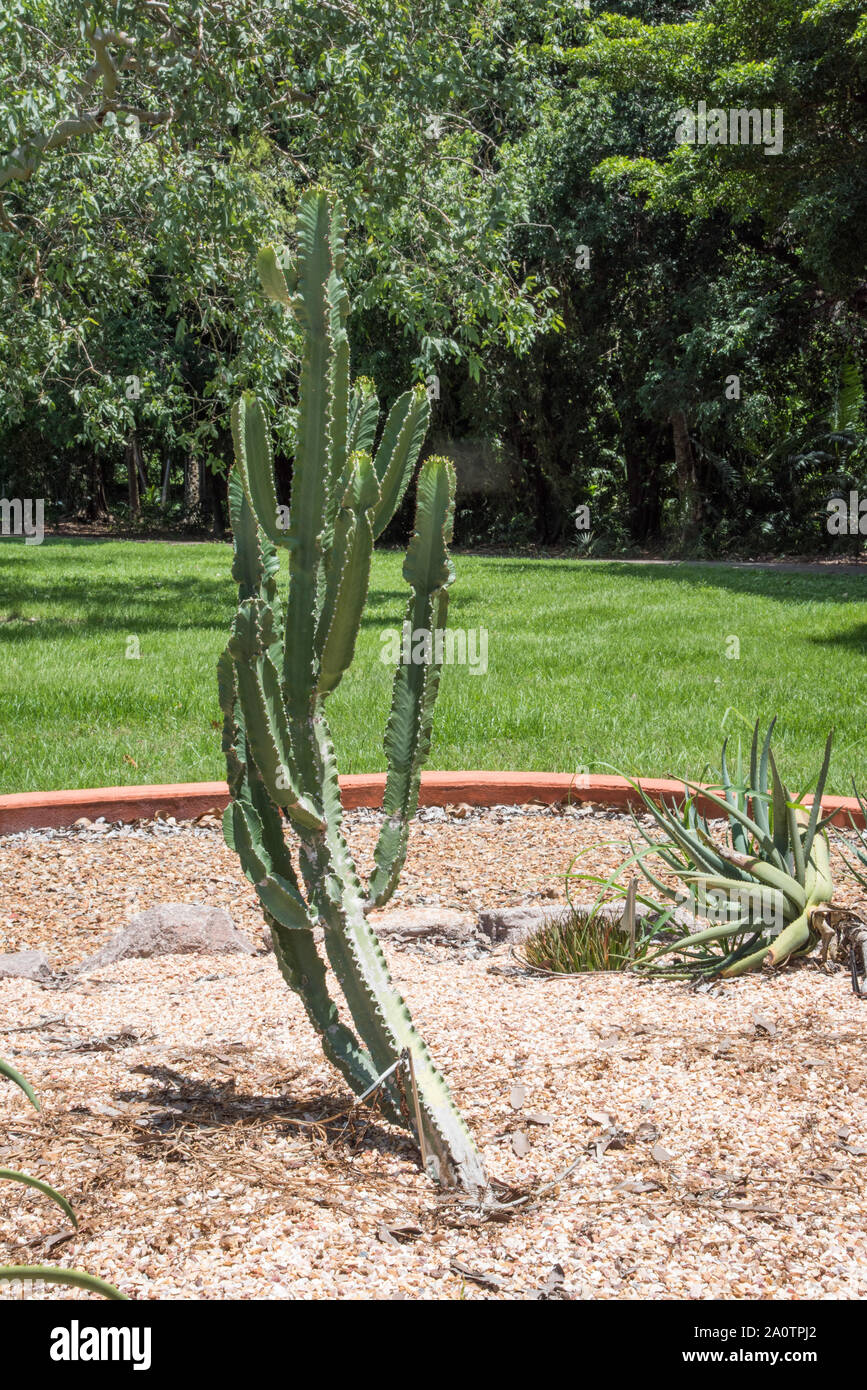 Darwin,NT,Australia-November 30, 2017: Cacti garden at George Brown ...