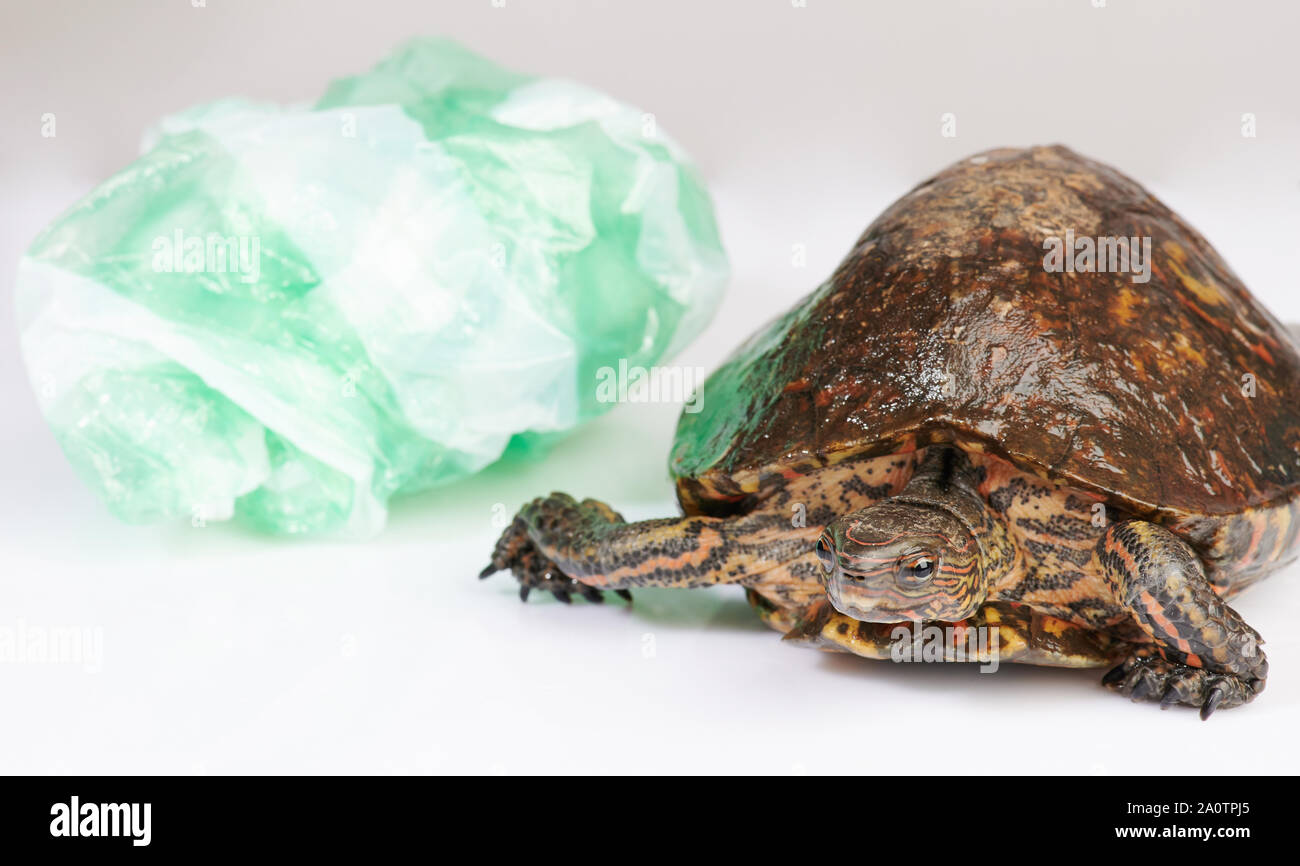 Turtle afraid of plastic garbage. Plastic pollution theme Stock Photo ...