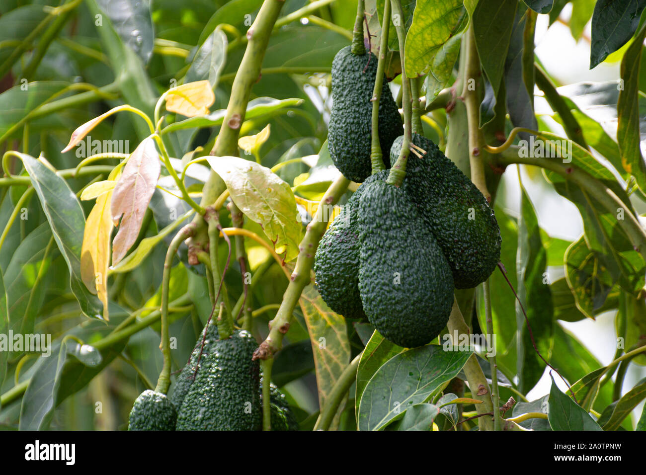 Avocado farm peru hi-res stock photography and images - Alamy