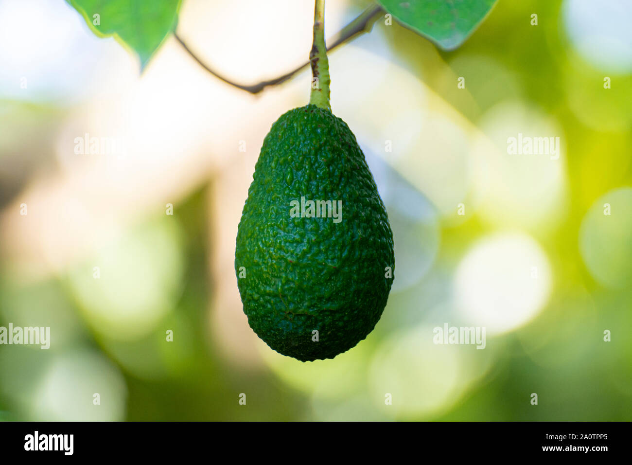 Cultivation on farms of tasty hass avocado trees, organic avocado ...