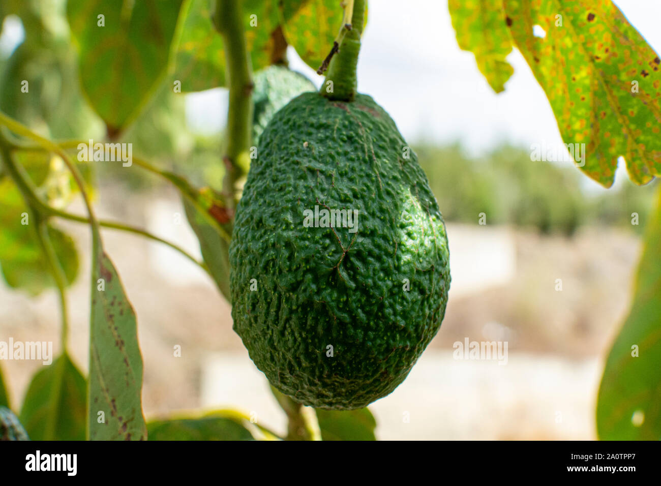 Cultivation on farms of tasty hass avocado trees, organic avocado ...
