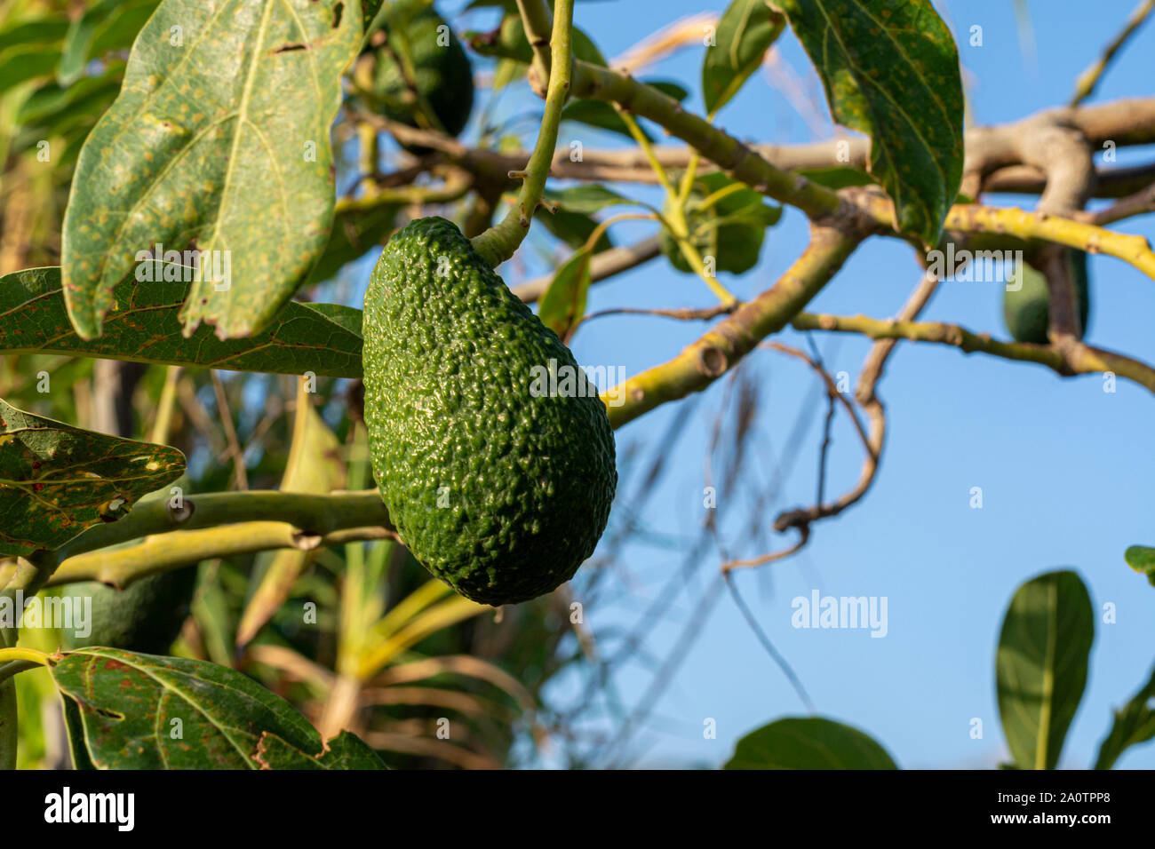 Avocado Farm Mexico High Resolution Stock Photography and Images - Alamy