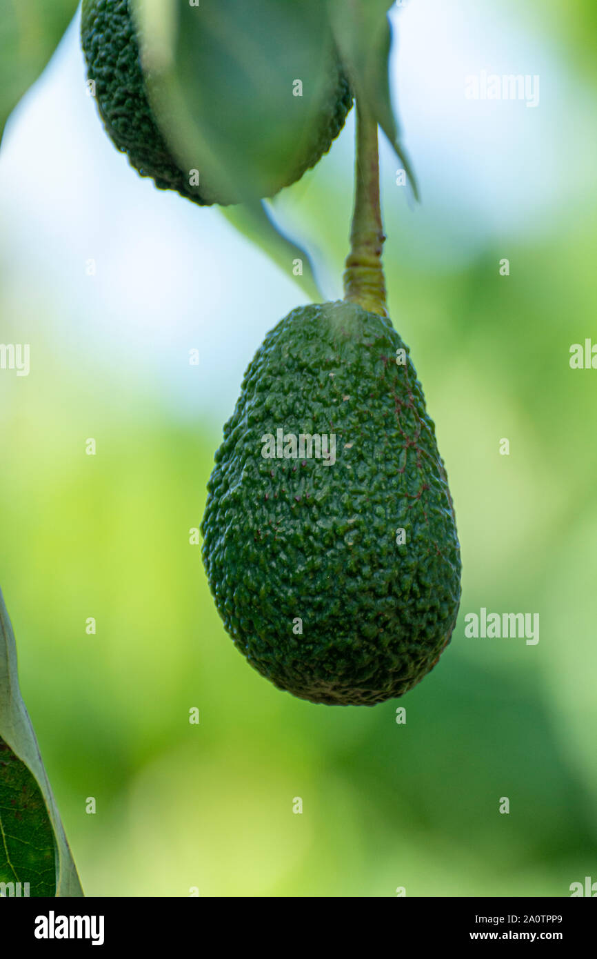 Avocado production mexico hi-res stock photography and images - Alamy