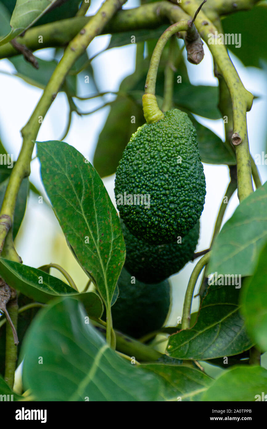 Cultivation on farms of tasty hass avocado trees, organic avocado ...