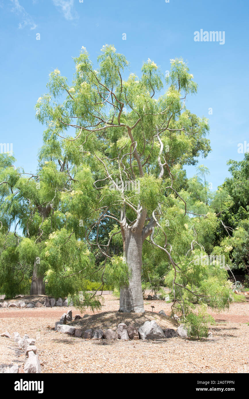 Australia Darwin Plants George Brown Darwin Botanic Gardens